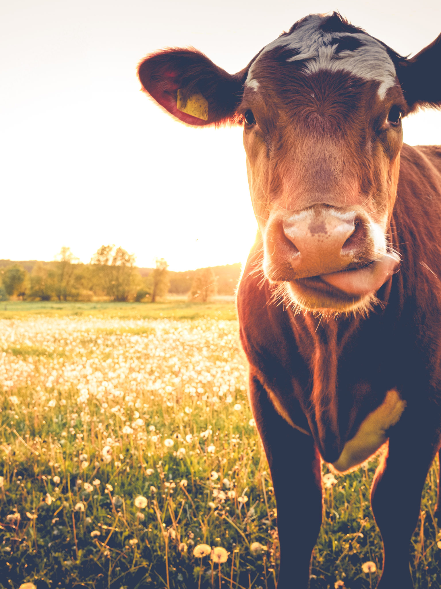 Zangenberg Analytics - IT-prissætning og Outsourcing Rådgivning